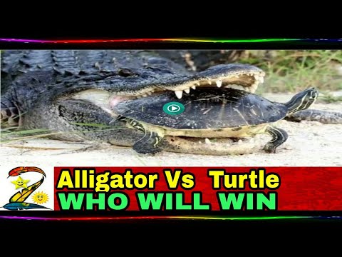 Alligator Vs Turtle - YouTube