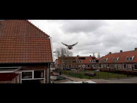 Gaditano cropper - YouTube