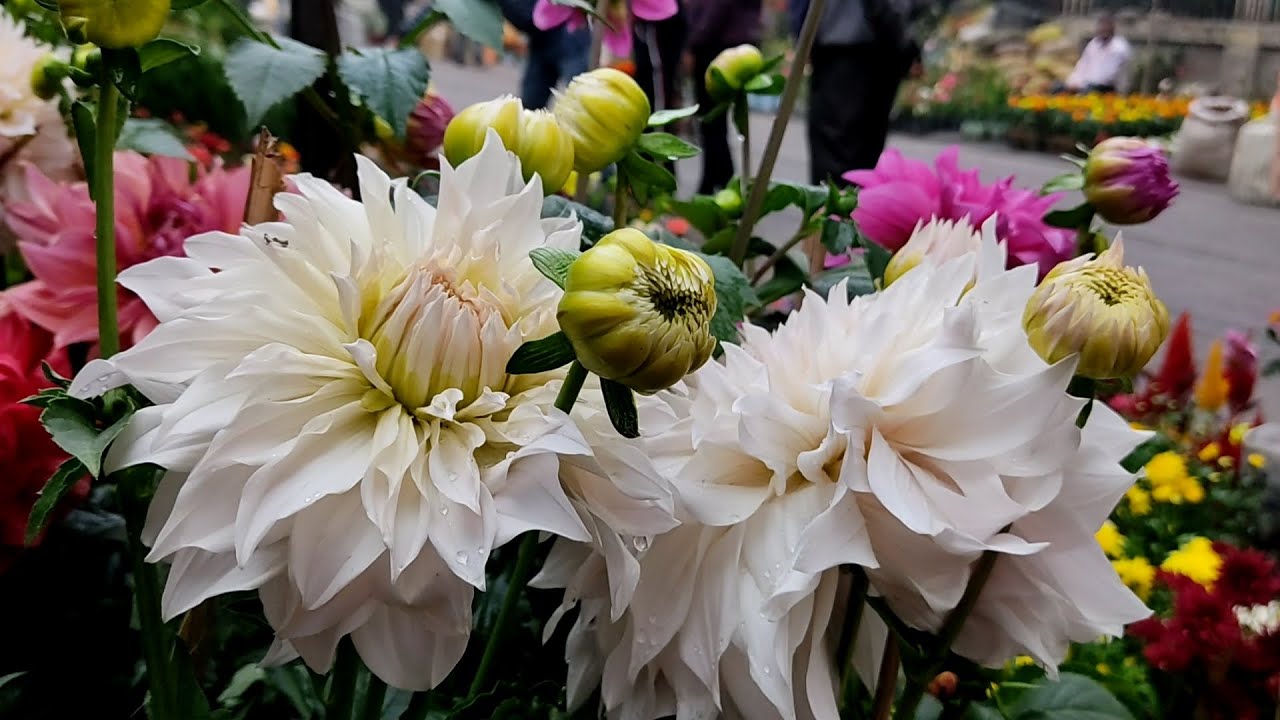 Different Types Of Winter Season Flower Plants Price Update |Cosmos ...