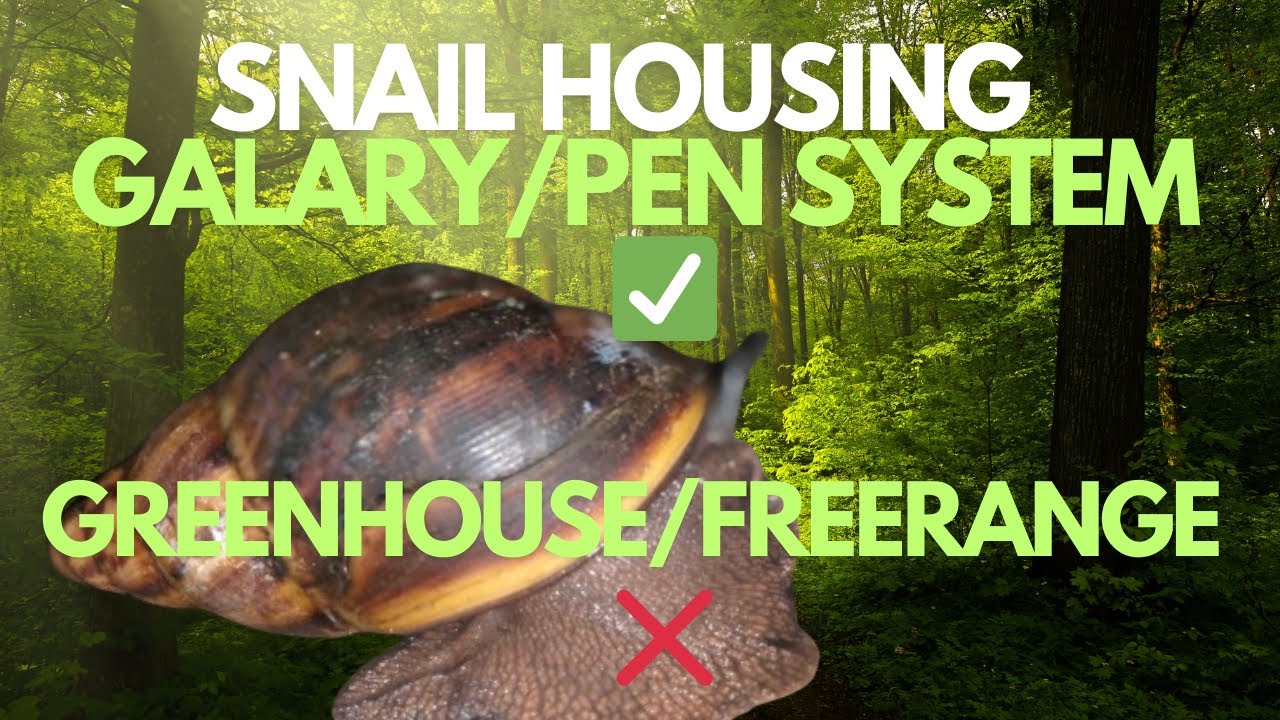 SNAIL GREENHOUSE SYSTEM DONT WORK LIKE THE GALARY/PEN SYSTEM - YouTube