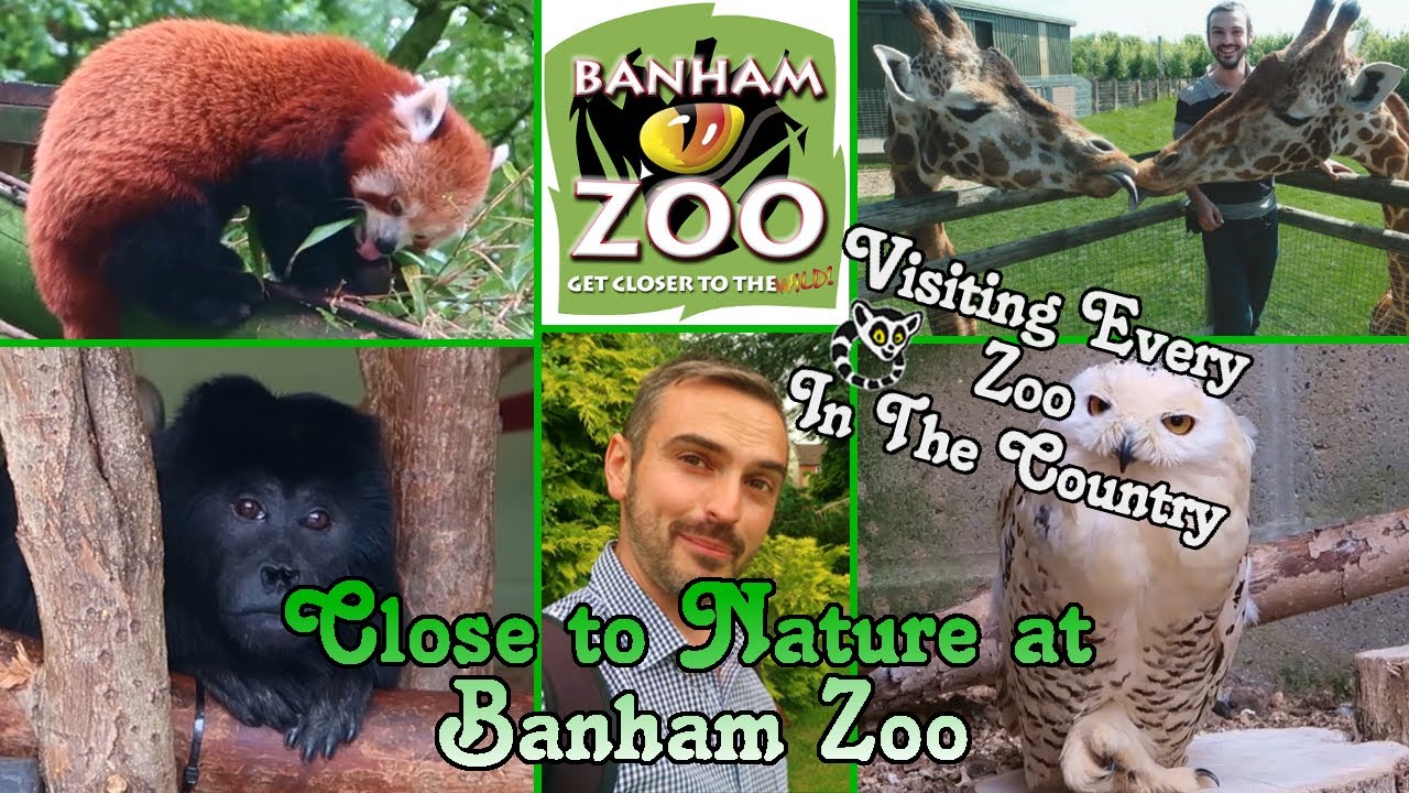 Banham Zoo, Norfolk's top attraction? - YouTube