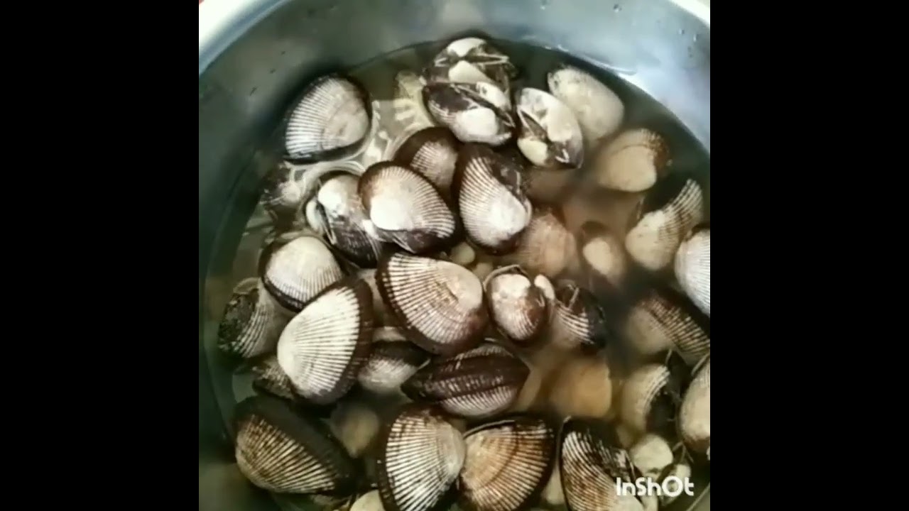 Batotoy She'll(Fresh To Cook) - YouTube