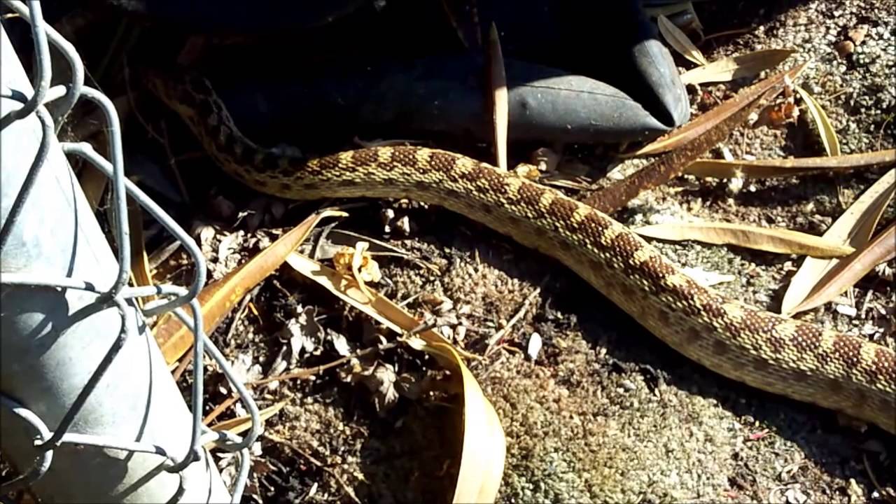 Gopher Snake - YouTube
