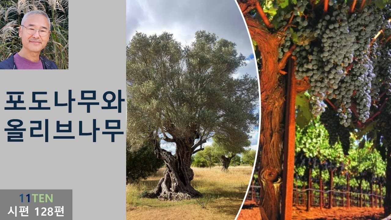 포도나무와 올리브나무(시128편):PMI TV 일일Ten (곽성환 목사) - YouTube