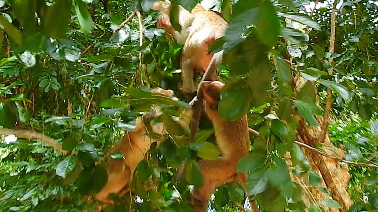 Horror...fighting! All baby fighting on the high tree so terrible - YouTube