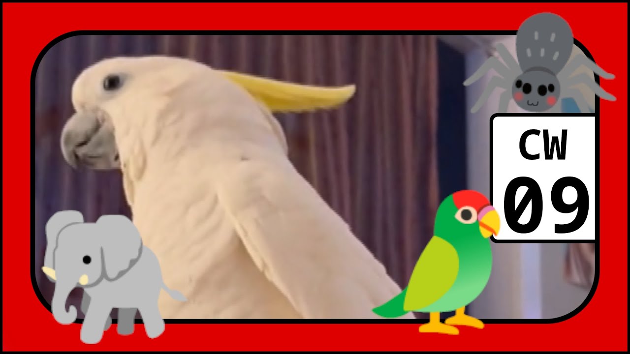 Alt-Animal Friday - CW09 - YouTube