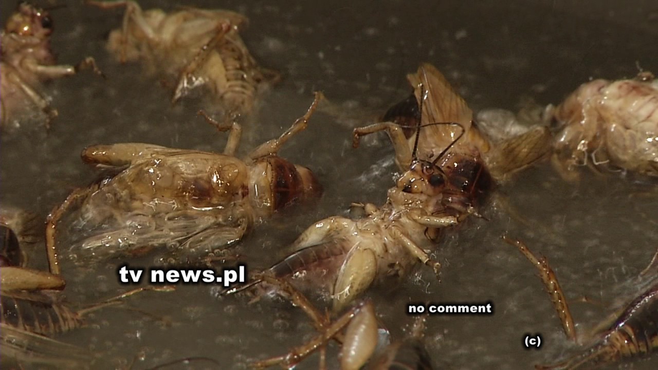 Polish scientists consider edible insects as the answer to future food ...