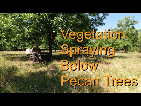 Spraying Grass and Weeds Under Pecan Trees - YouTube