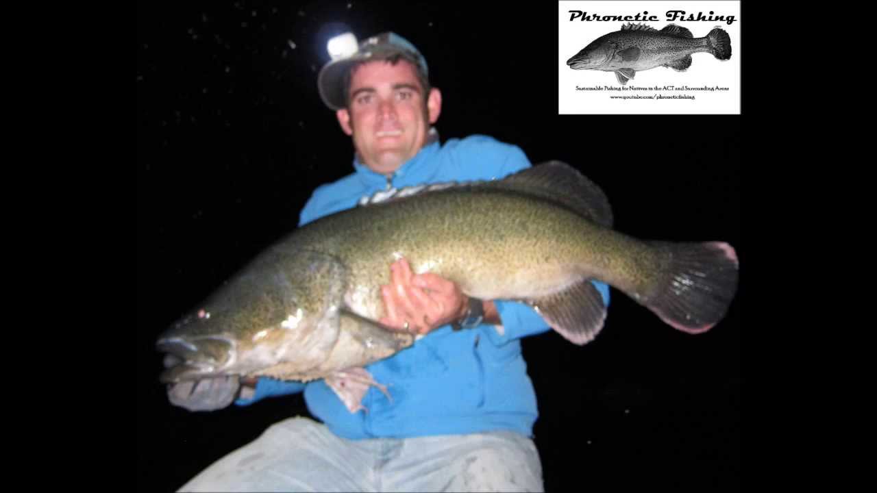 Phronetic Fishing: Another Murrumbidgee River Meter 102cm Murray Cod ...