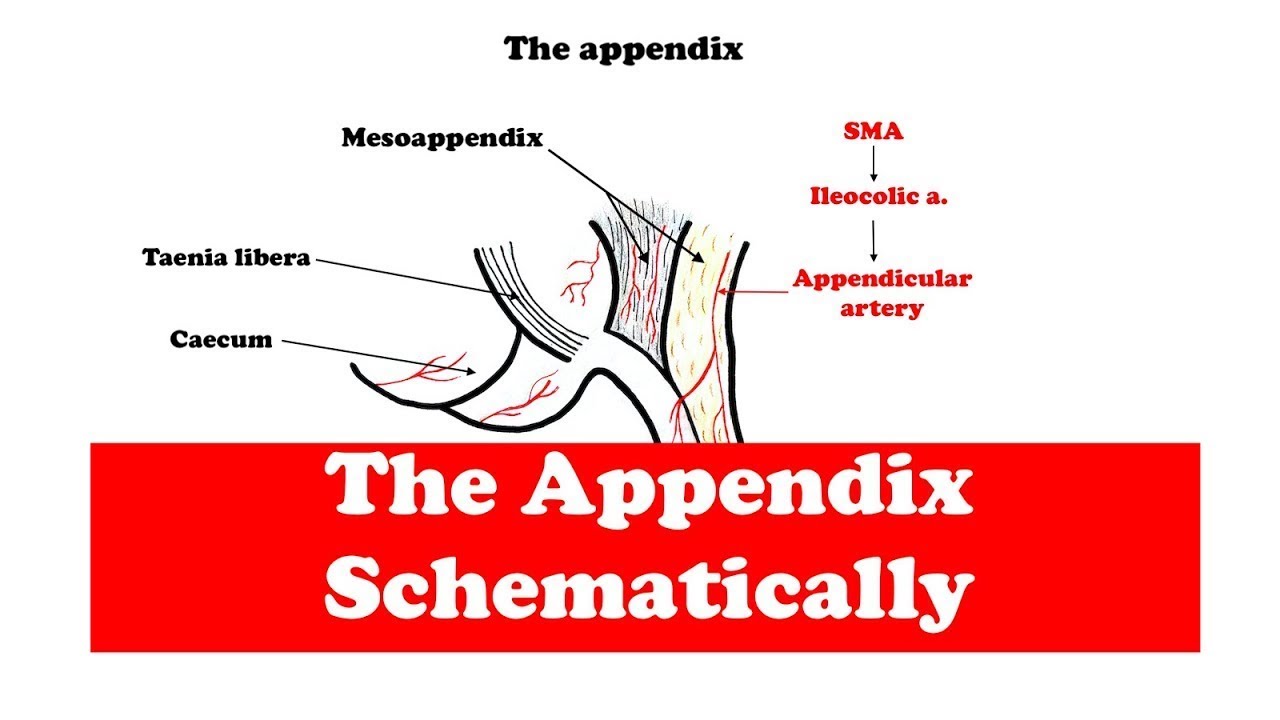 The Appendix - YouTube