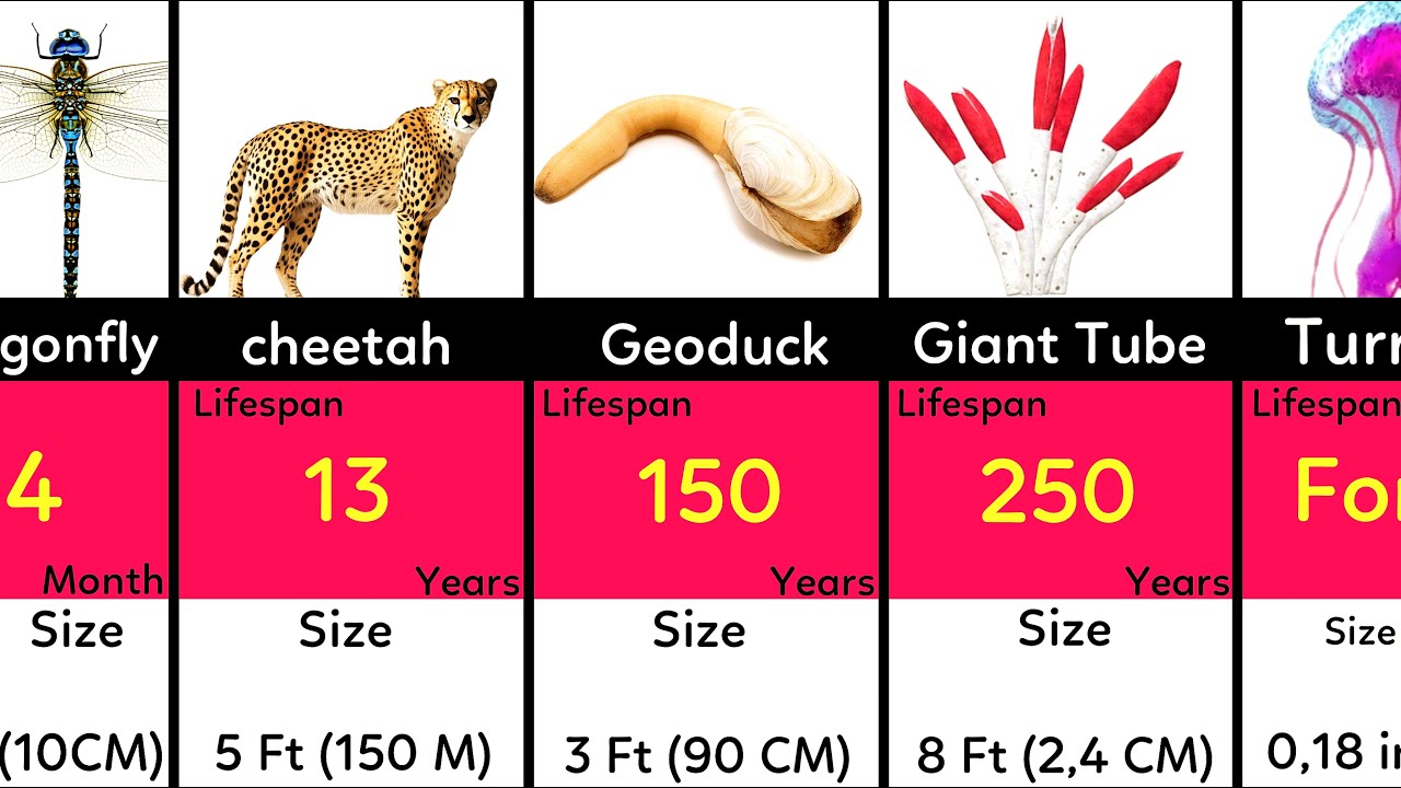 The shortest and longest lifespan of animals in the world | Wildlife ...