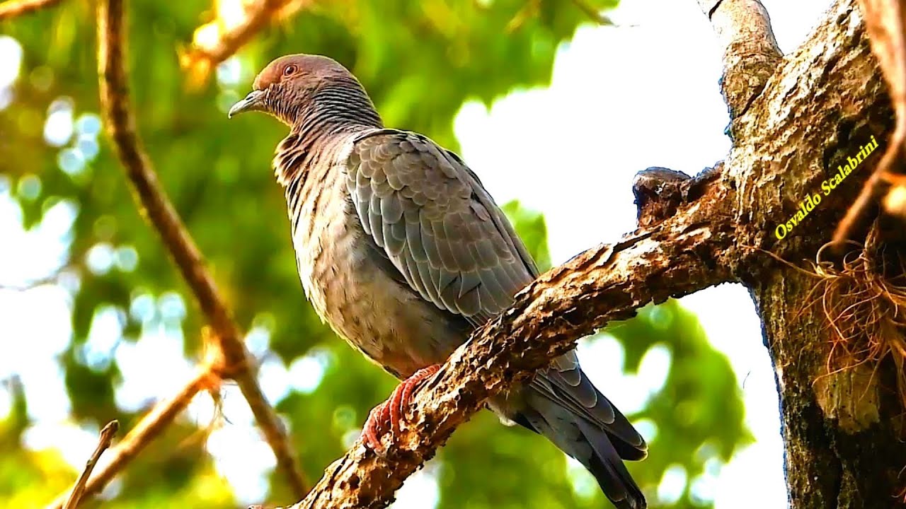 POMBA-ASA-BRANCA (PATAGIOENAS PICAZURO), PICAZURO PIGEON, POMBA-CARIJÓ ...