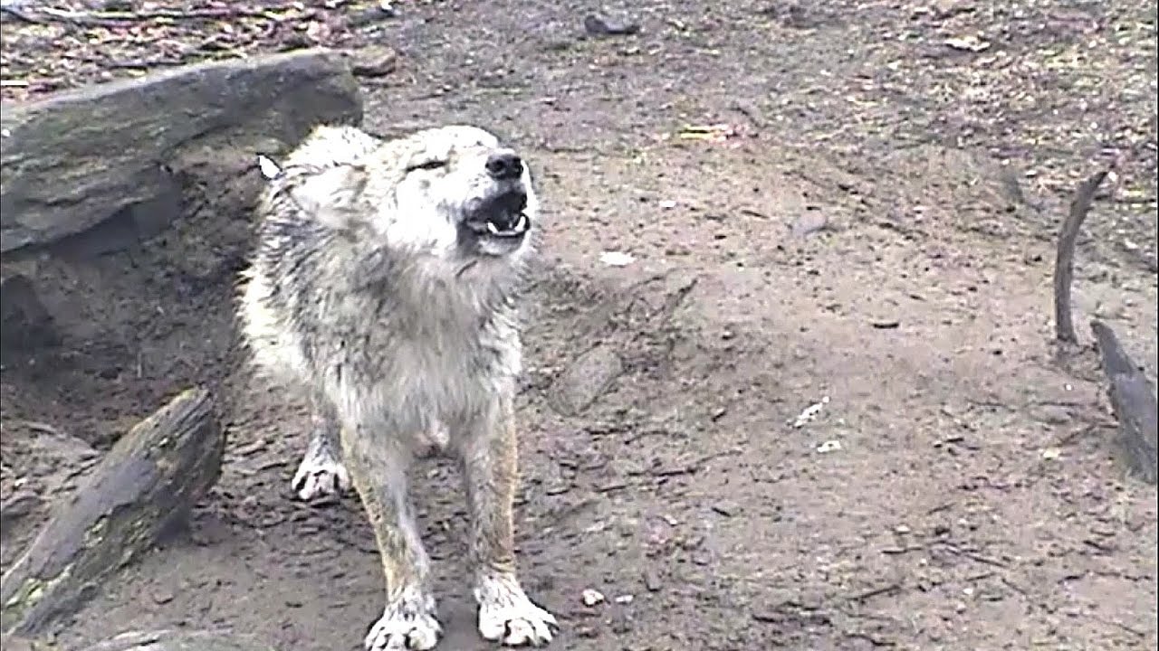 Endangered Mexican Wolf Pup Howls - YouTube