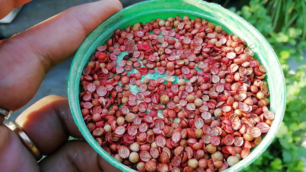 How to grow dhaniya at home 🌱🌿💐🤗🌹🌶️ - YouTube