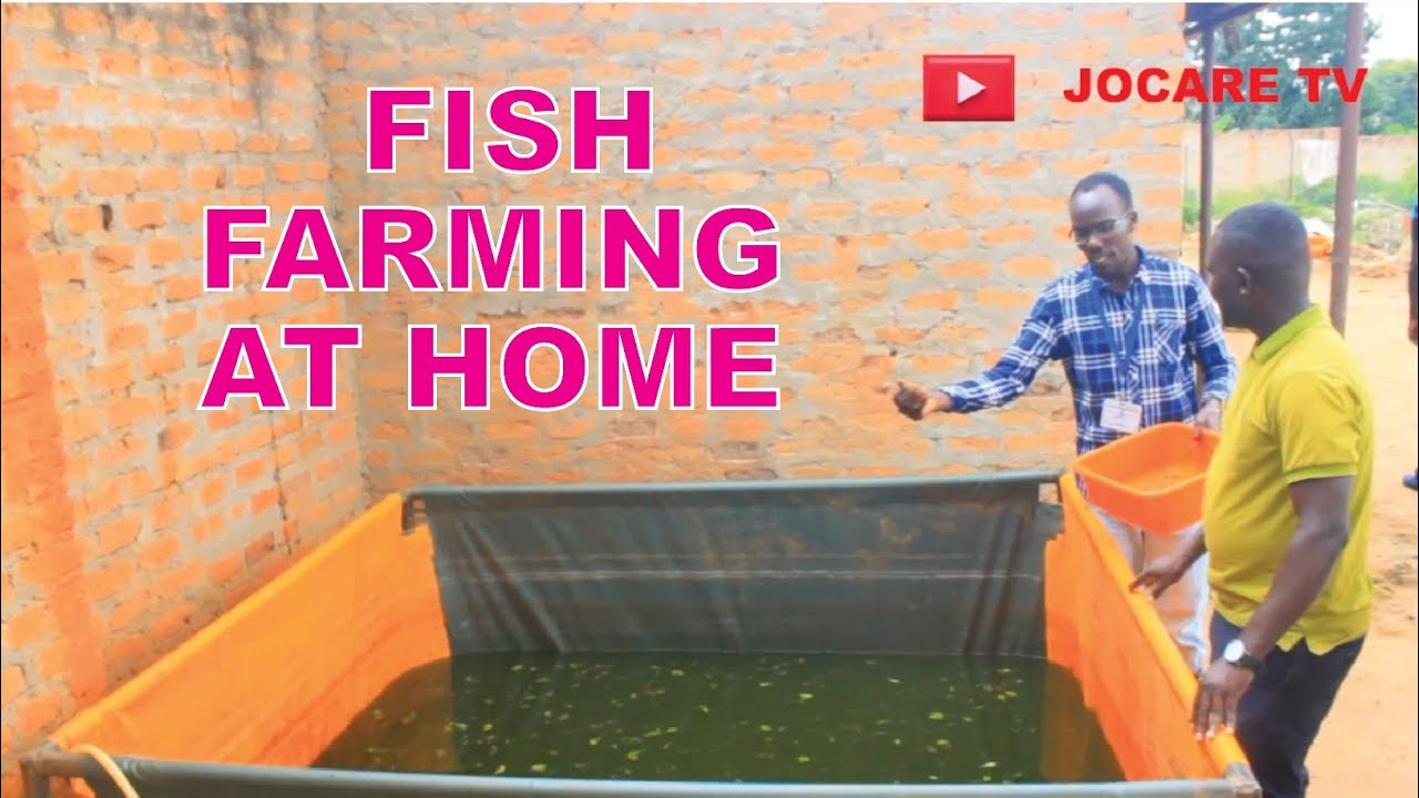 How to do Fish farming at home and make millions - YouTube