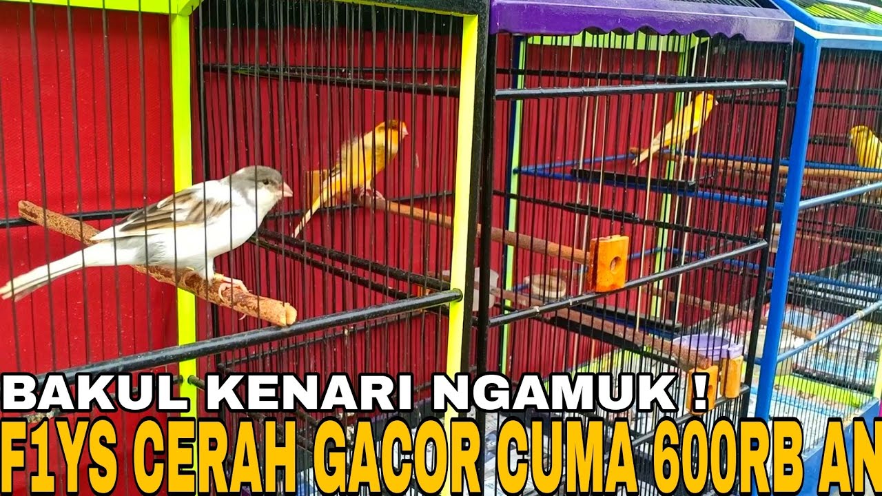 BAKUL KENARI NGAMUK ! F1YS CERAH GACOR MATERI LOMBA CUMA 600RB AN, AF ...