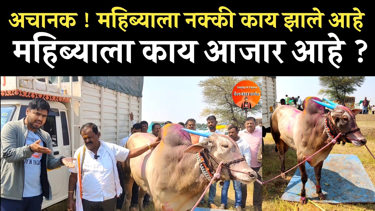 महिब्या बैलाची मुलाखत | mahibya bail Mulakhat - YouTube