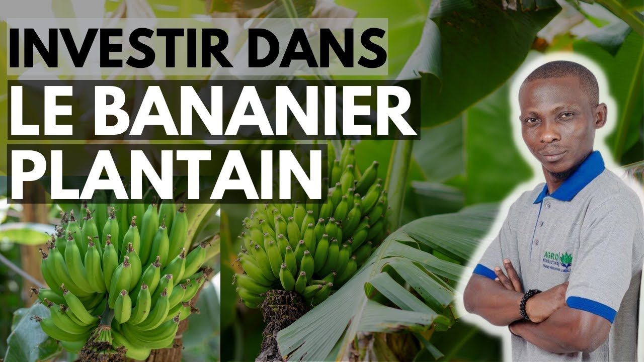 BANANIER PLANTAIN : Les 05 raisons d’INVESTIR dans la culture du ...