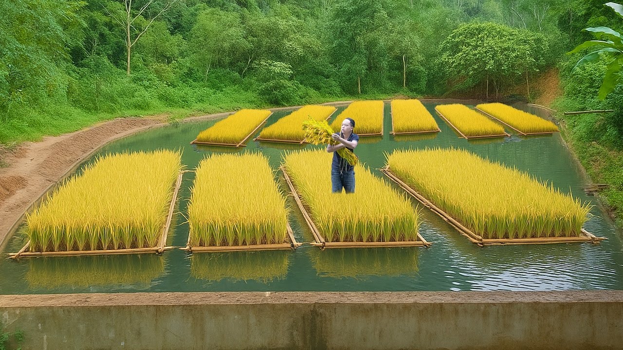 Floating Farm: Growing Rice on Floating Bamboo Rafts | Living Off the ...