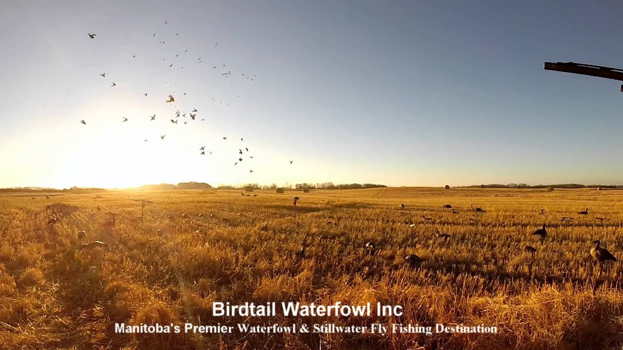 Manitoba duck hunting season Birdtail Waterfowl - YouTube