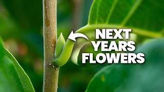 Do This Now or Your Magnolia Won’t Flower Next Year