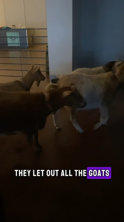 Who let the Goats Out?! #shorts #goat #movienight #party - YouTube
