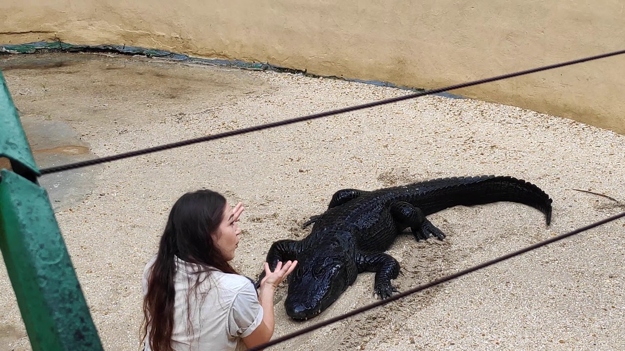 Jungle Queen Alligator show - YouTube