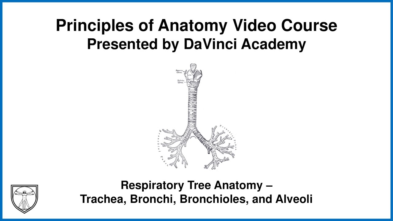 Respiratory Tree Anatomy - Trachea, Bronchi, Bronchioles, and Alveoli ...