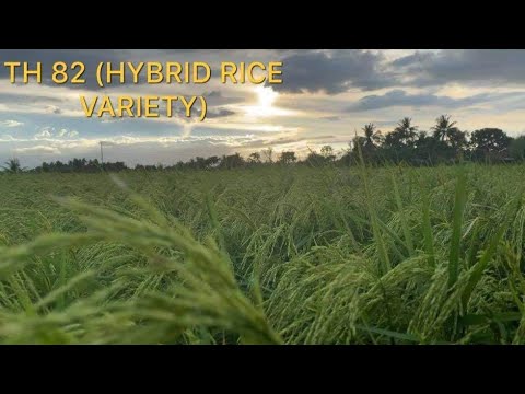 Buhay Farming: TH 82 (Hybrid Rice Variety) - YouTube