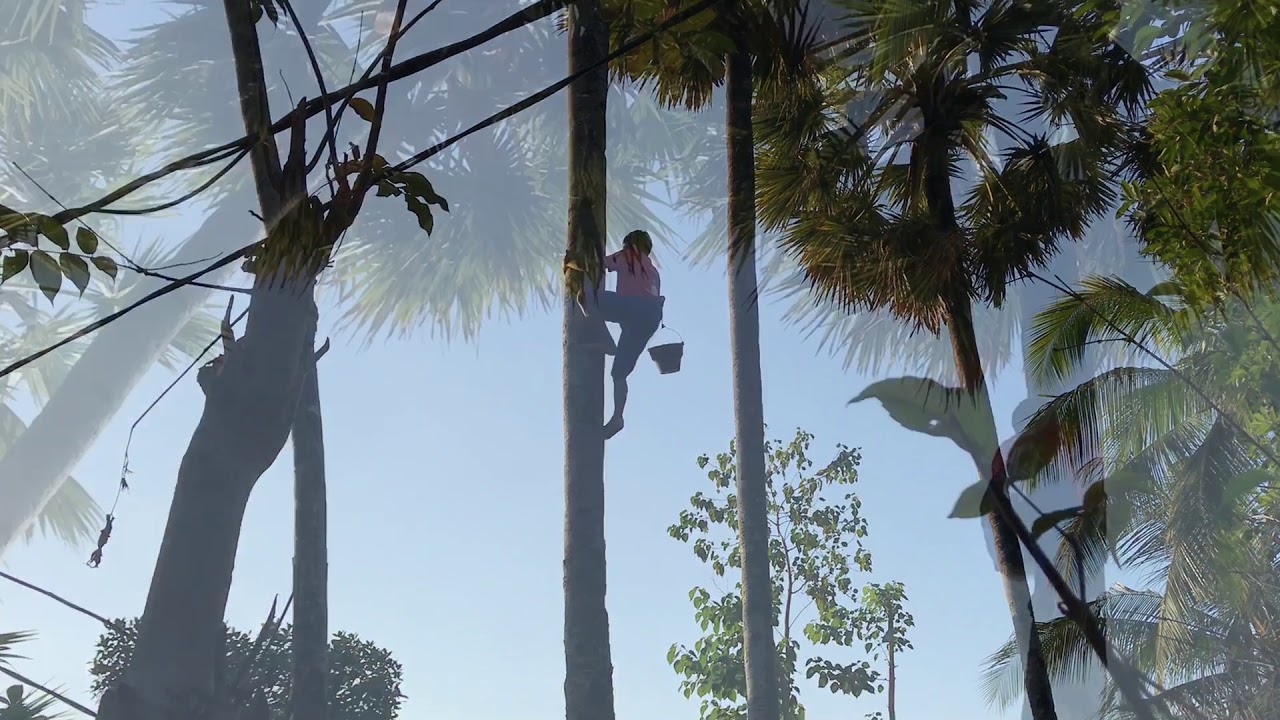 Dance with Palm Trees - YouTube