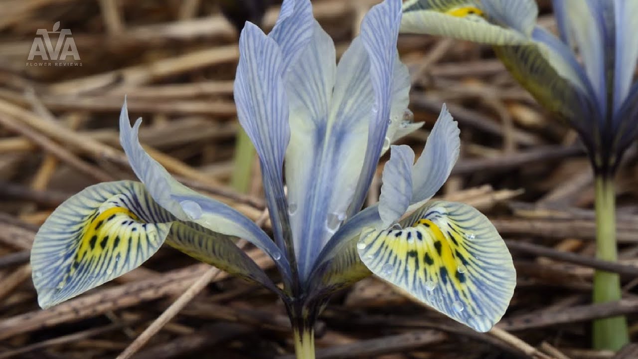 'Katherine Hodgkin' - Iris reticulata x histroides - YouTube