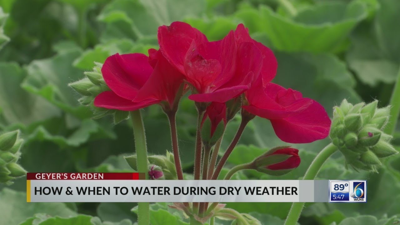 How and When to Water During Dry Weather - YouTube