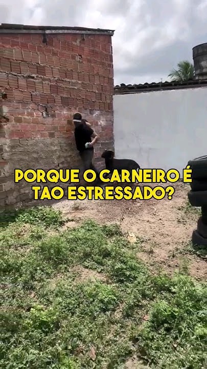 O carneiro é o bicho mais estresado do mundo - YouTube