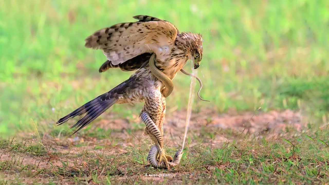 Hayvanlar Alemindeki En GÜÇLÜ 9 Rekabet!!! #belgesel #hayvanlaralemi ...