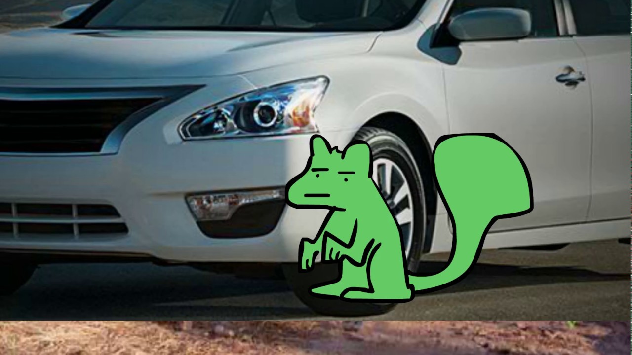 SQUIRREL TUESDAY - YouTube