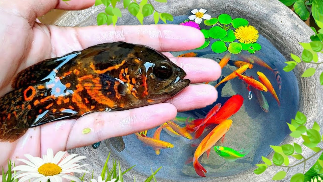 Catch Colorful Fish In Tiny Lake, Koi fish, Guppy, Glofish, Goldfish ...