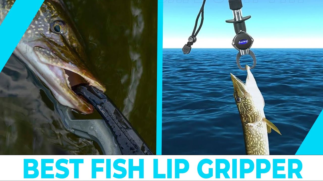 Best Fish Lip Gripper – Grip Your Fish Tightly! - YouTube