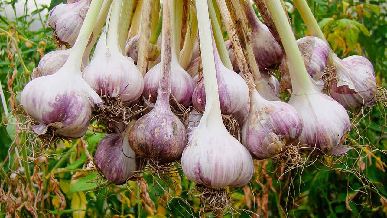 Japan Garlic Farming And Harvesting | Awesome Japan Garlic Agriculture ...