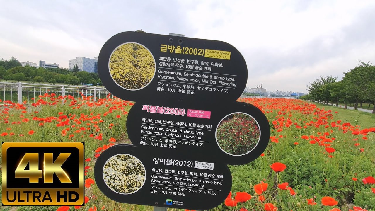 [4K] 하남시 미사리경정공원 미사리조정경기장 Korea Hanam. MISA Boat Race Park - YouTube