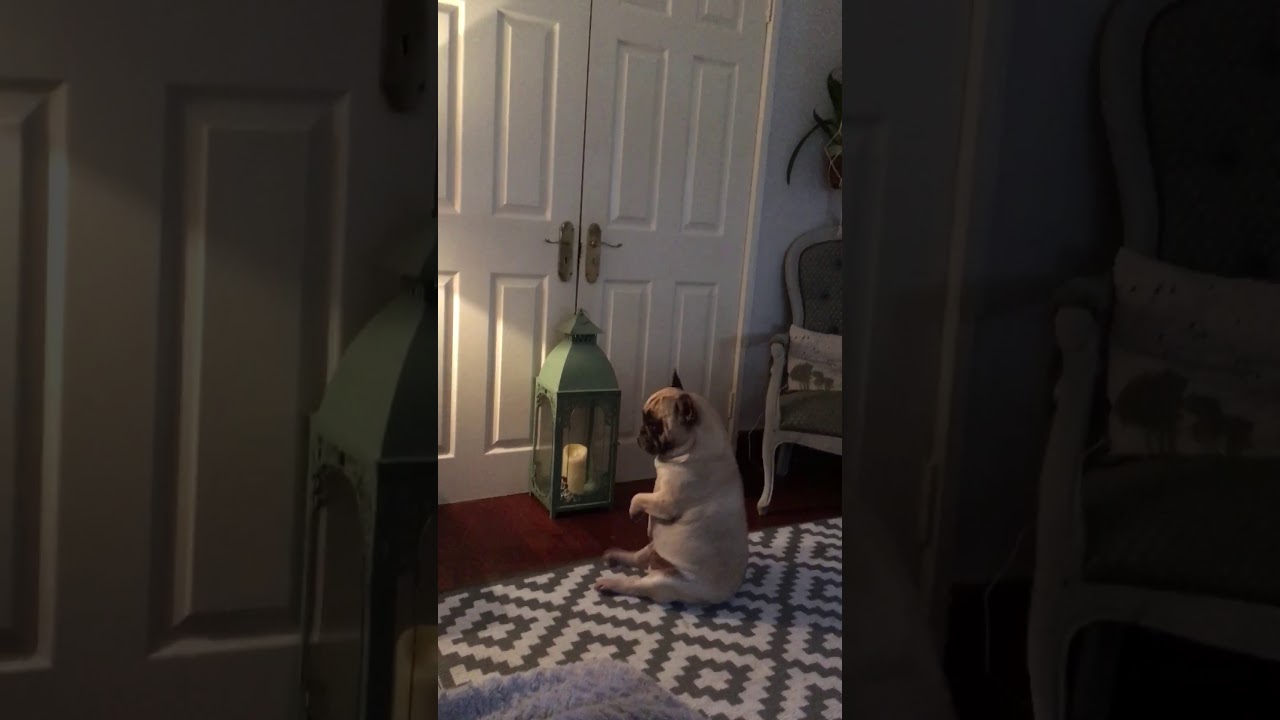 Minnie the dancing frenchie - YouTube