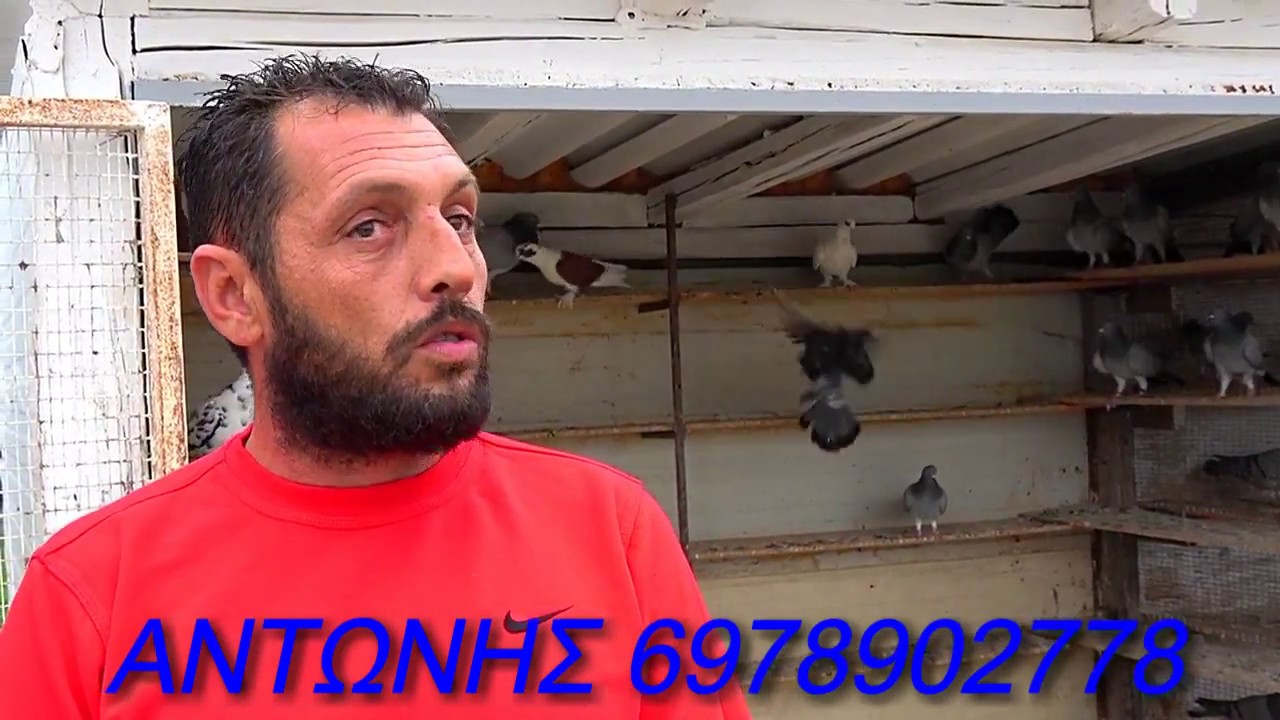 ΠΕΡΙΣΤΕΡΙΑ ΒΟΥΤΕΣ ANΤΩΝΗΣ ΒΟΛΟΣ 2017 - YouTube