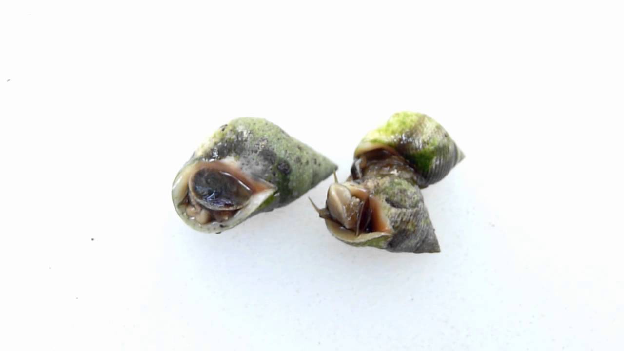 Littoraria irrorata (Say, 1822) Marsh Periwinkle Snail - YouTube