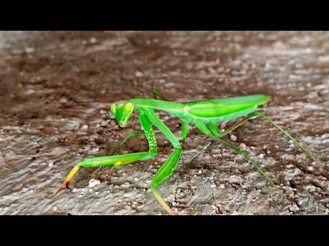 Praying Mantis Walk / Wildlife On One :Enter The Mantis ...