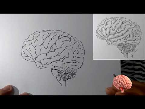 ¿Como dibujar un CEREBRO ? | How to draw a BRAIN?