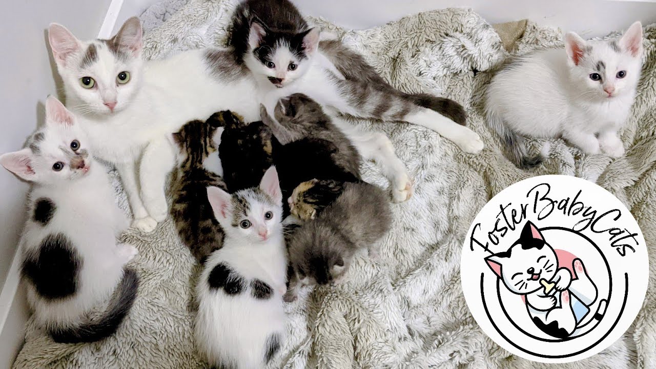 FosterBabyCats Live Stream - The Nest (Perdita and Kittens) - YouTube