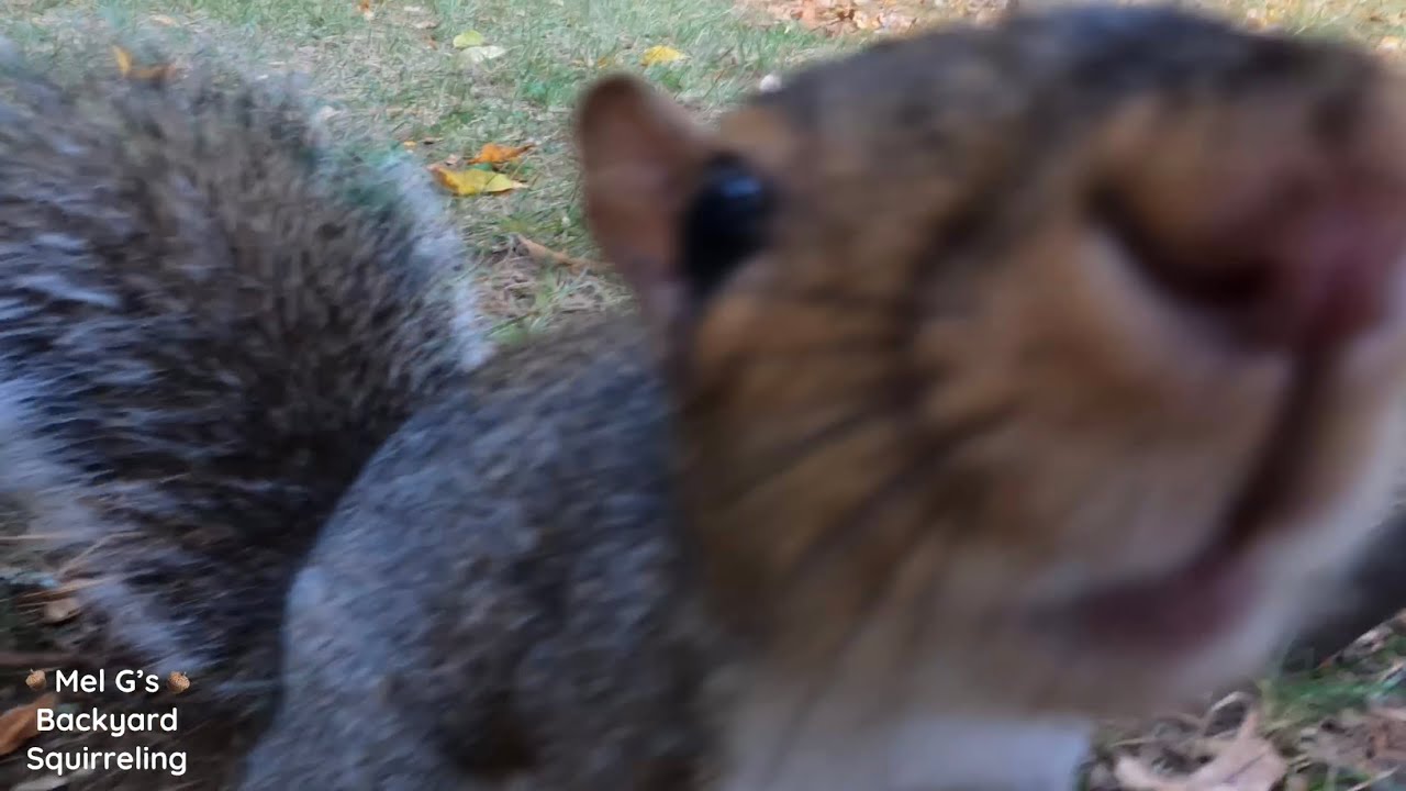 Squirrel Sniff - YouTube