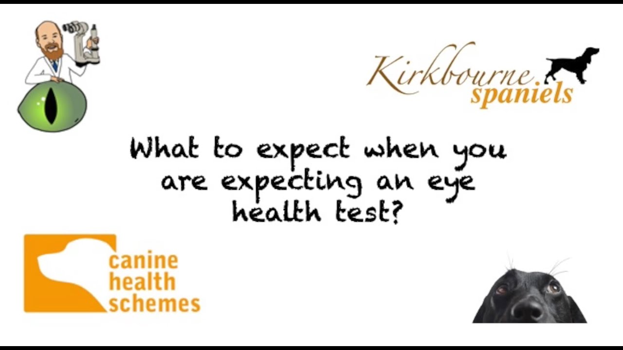 What to expect when you are expecting an eye health test for your dog ...