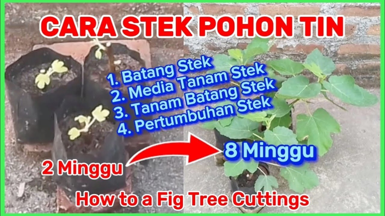 Cara Stek Pohon Tin untuk Pemula Step by Step - YouTube