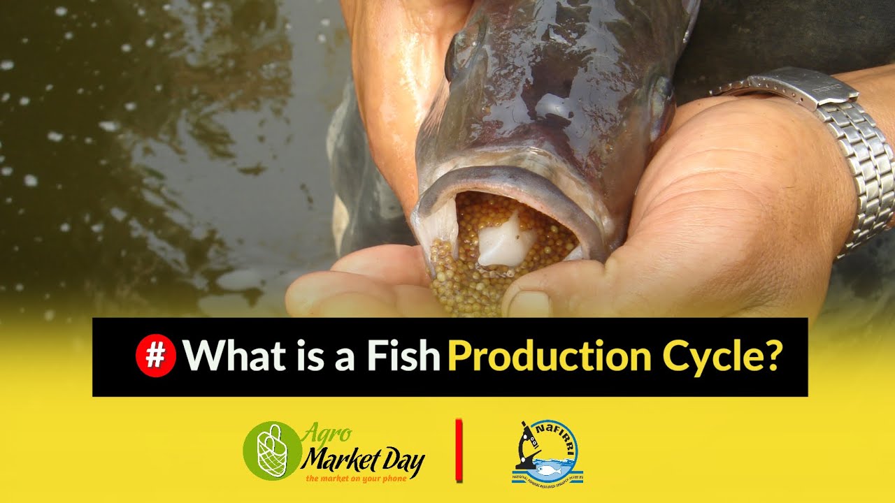 What is Production Cycle in Fish Farming || Stocking Fish - YouTube