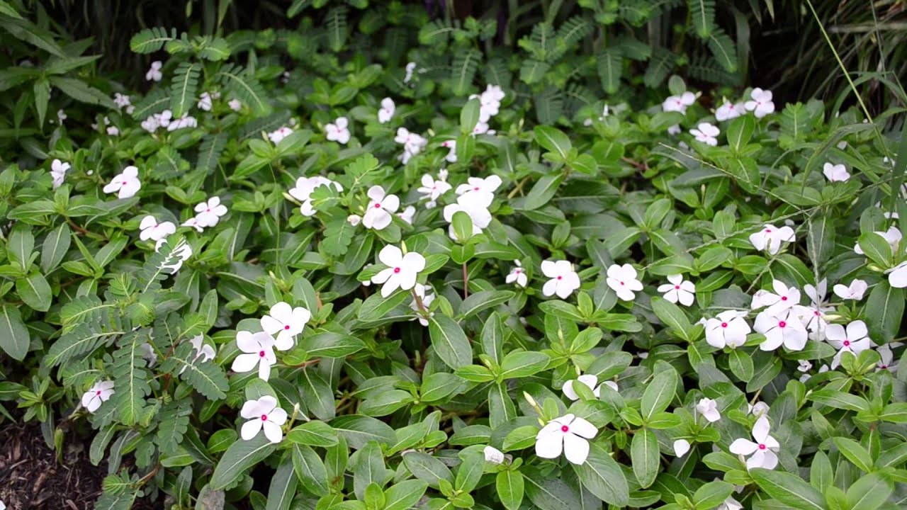 Vinca Cora® Cascade™ Polka Dot - YouTube